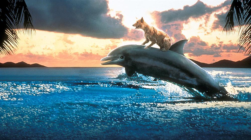 Vidéo d'un chien sauvé d'un requin par un dauphin - Animaw